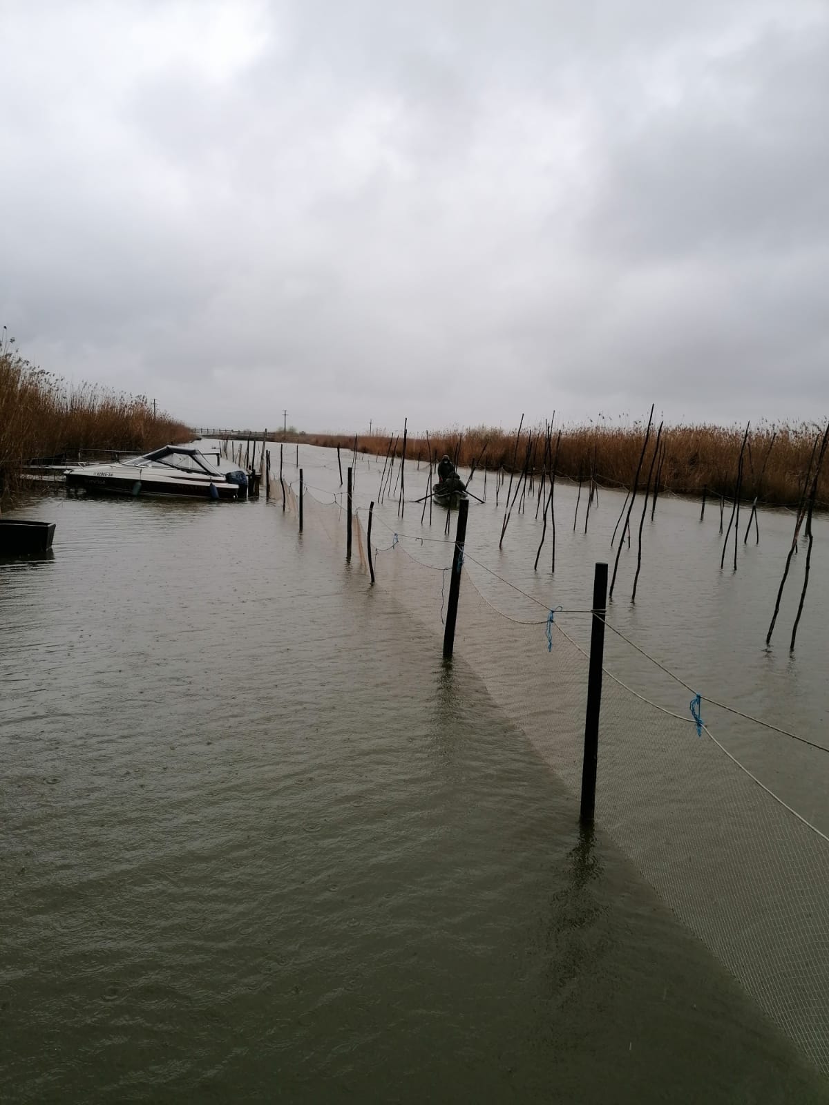 Lansare de icre embrionate în Lacul Razim - Gorgova | Maliuc | Delta ...
