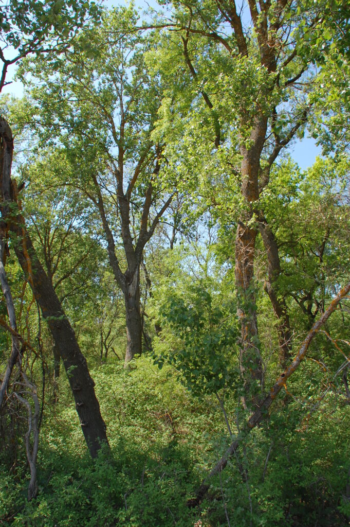 Conservarea Pădurii Caraorman - Gorgova | Maliuc | Delta Dunarii