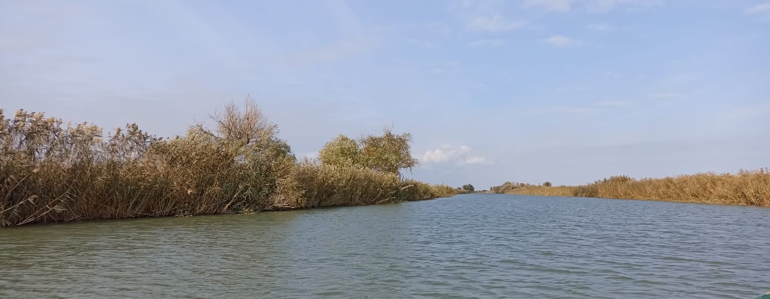 Gârla Turcească - parte componentă a zonei strict protejate Sacalin ...