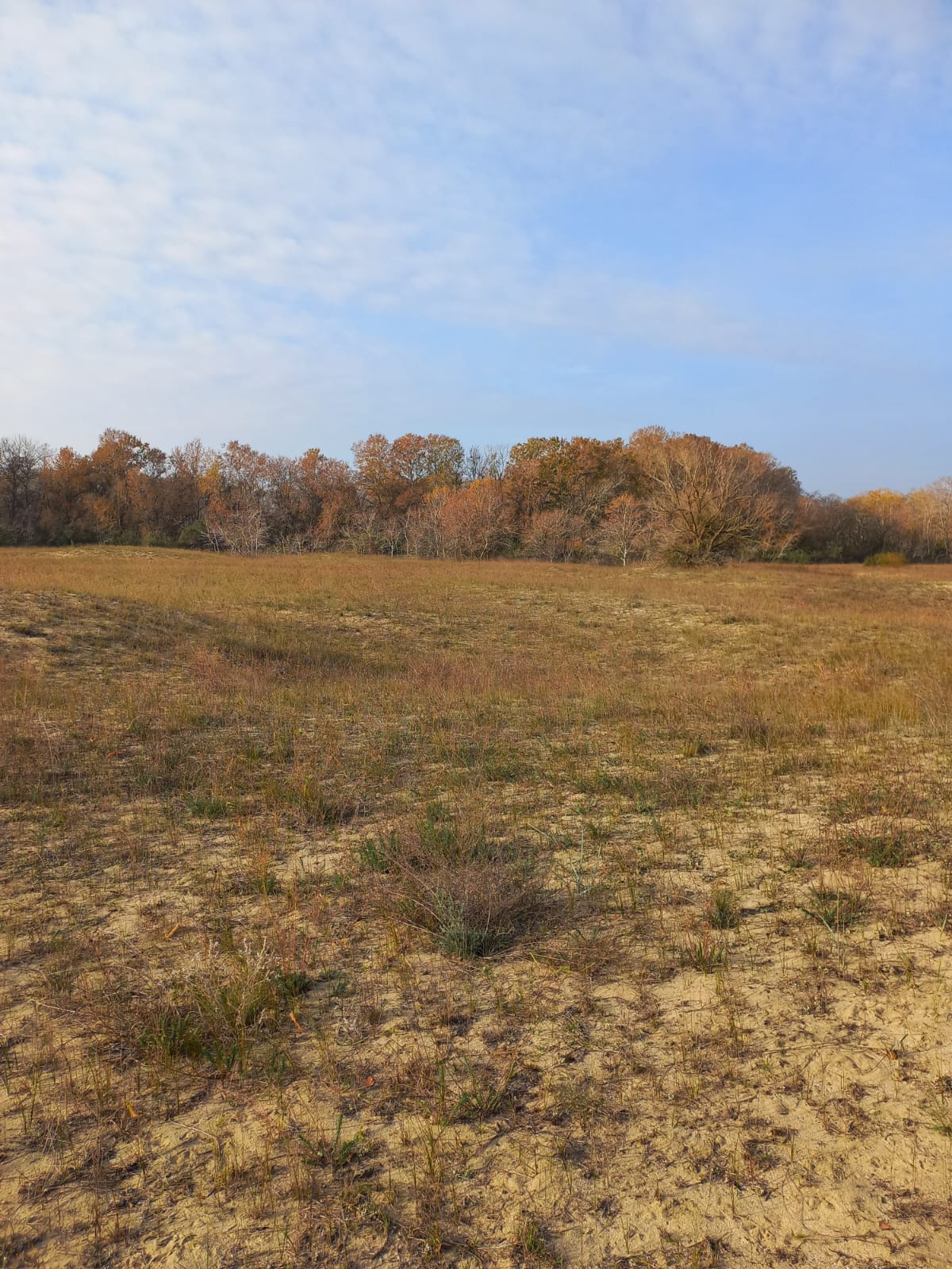 Zona strict protejată Pădurea Caraorman (2 250 ha). Aria forestieră ...