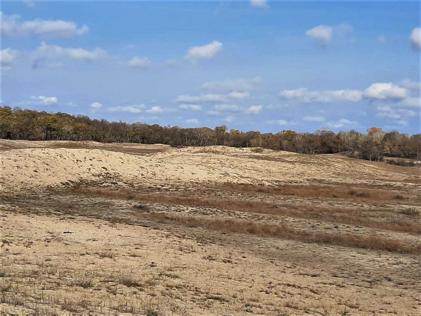 Zona strict protejată Pădurea Letea Aria forestieră naturală Letea din ...