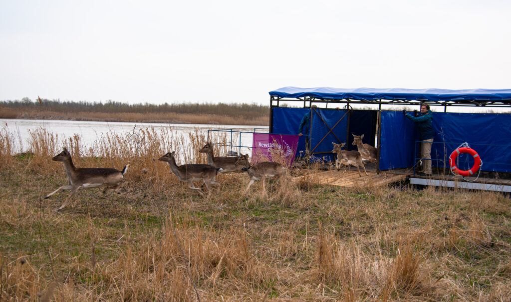 Fallow and red deer were released to the Ukrainian Danube Delta ...