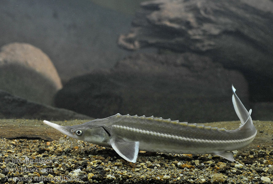 Cega (Acipenser ruthenus): Sturionul European