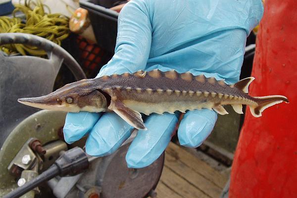 Sturionii din Dunăre: specii de sturion care traiesc in Delta Dunării